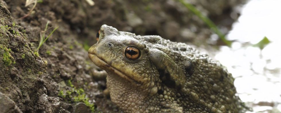 Learn about the dangers that amphibians face and how you can help them ...