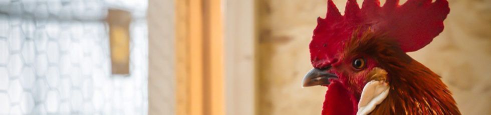 The "Pota Blava", icon of El Prat de Llobregat! - Albergue Centre Esplai